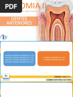 Anatomia Individual Dos Dentes Permanentes | PDF | Dente | Anatomia dental