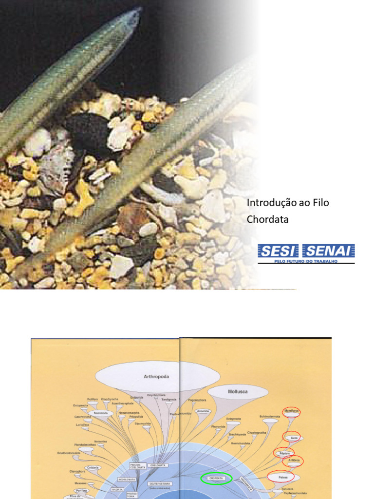 Filo Chordata - Características Gerais | PDF | Vertebrados | Anatomia