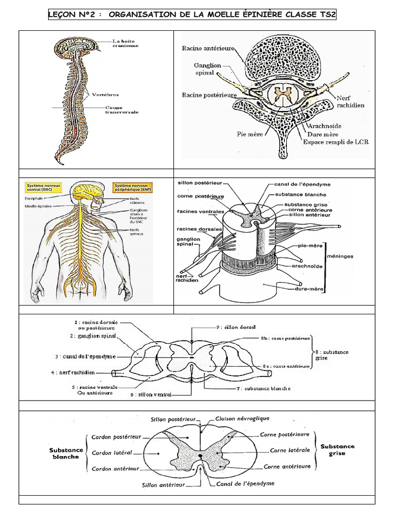PLANCHE L2 | PDF