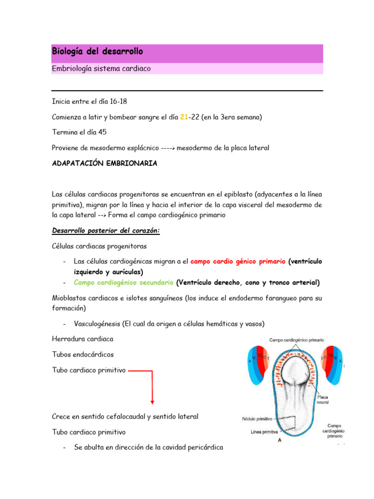 Embriogenesis | PDF | Corazón | Riñón