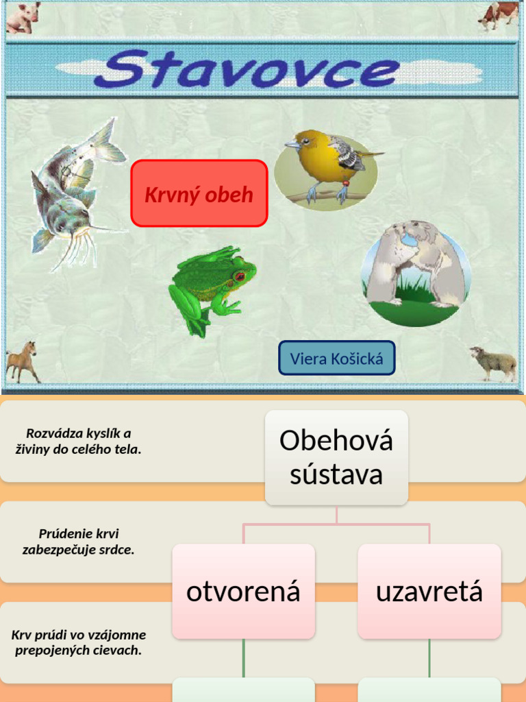 Krvný Obeh - Stavovce | PDF