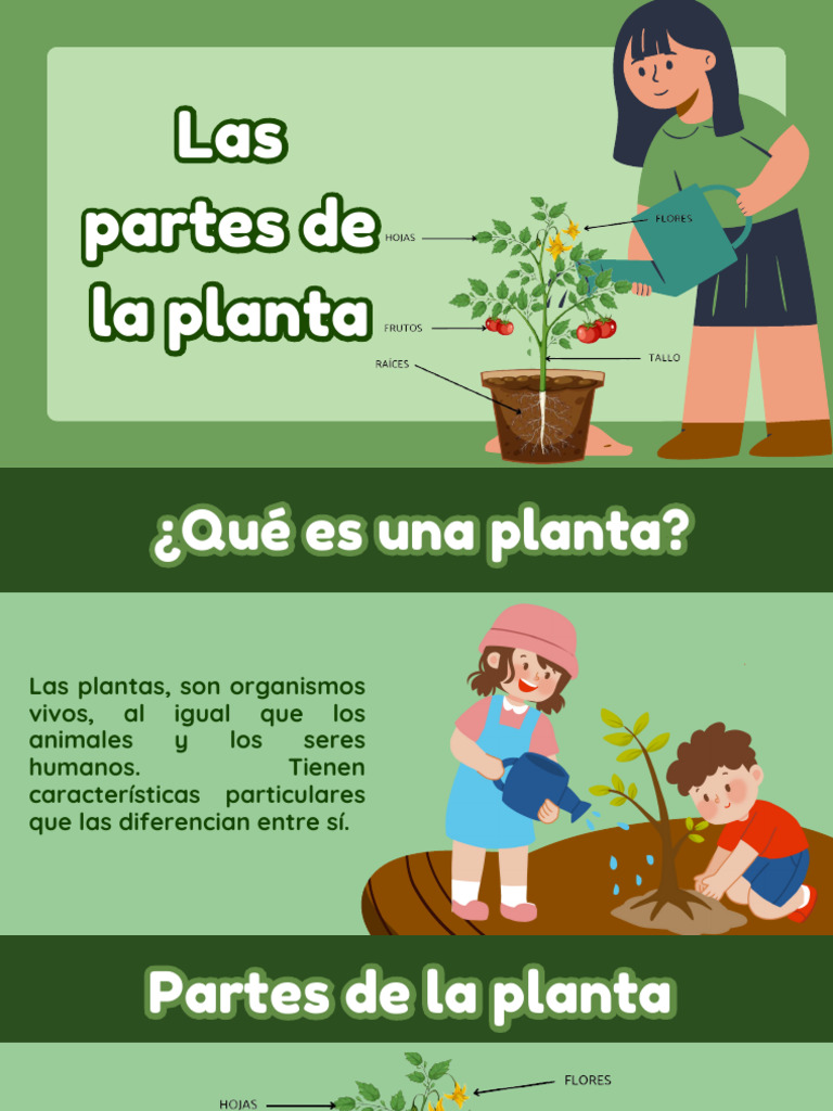Las Partes de Las Plantas | PDF | Ciencia y matemáticas