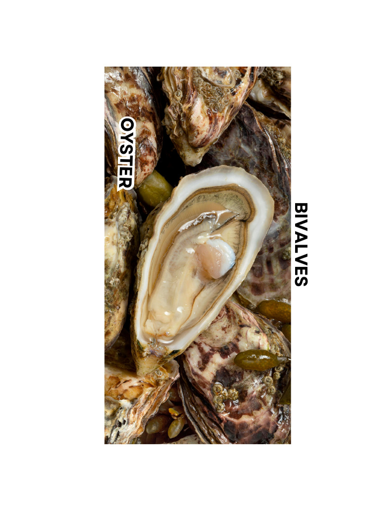 OYSTER | PDF | Wellness