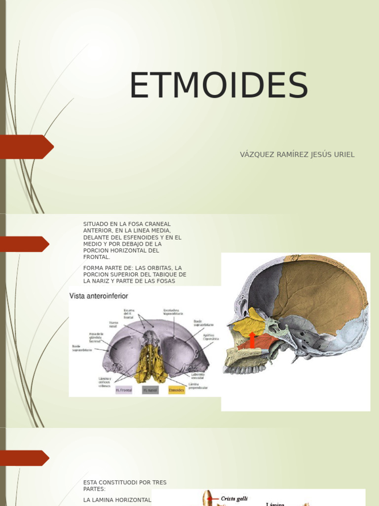 Etmoides | PDF