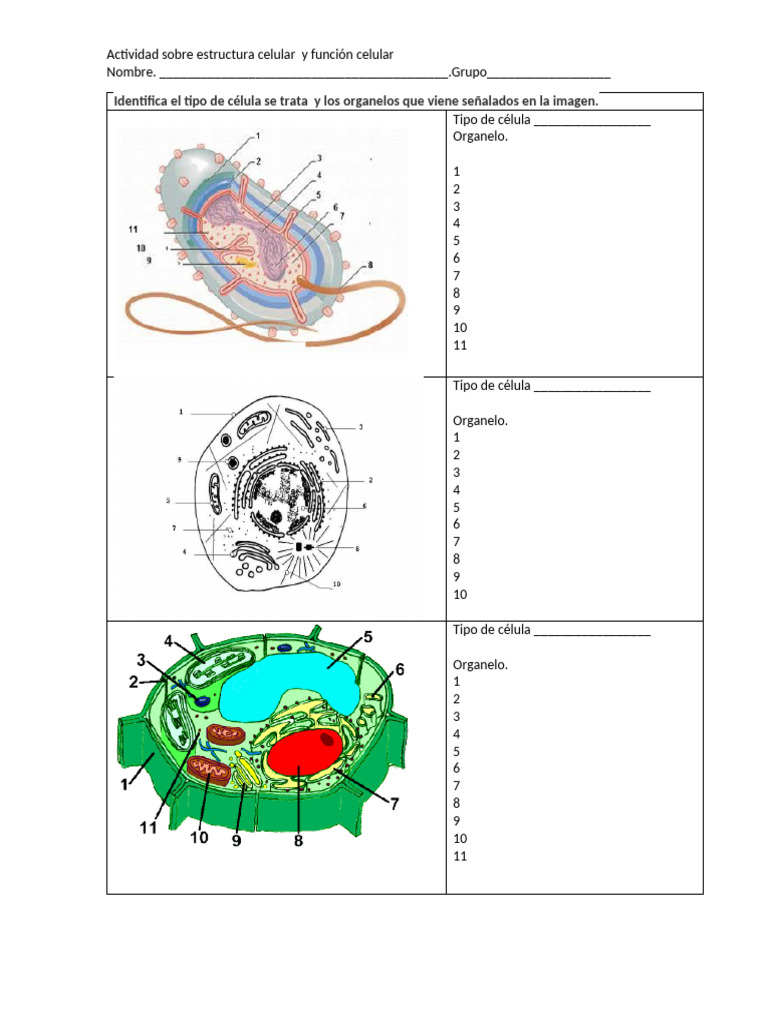 Actividad de Células y Organelos | PDF | Biología Celular) | Organelle