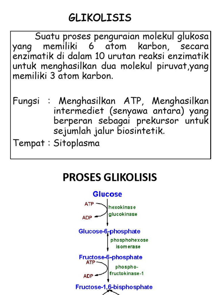 Proses dan Regulasi Glikolisis | PDF