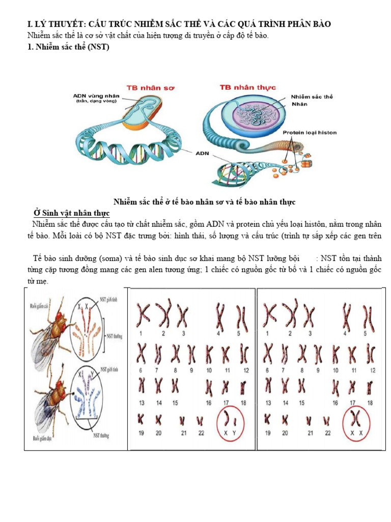 2 1 1 NST Và Phân Bào | PDF