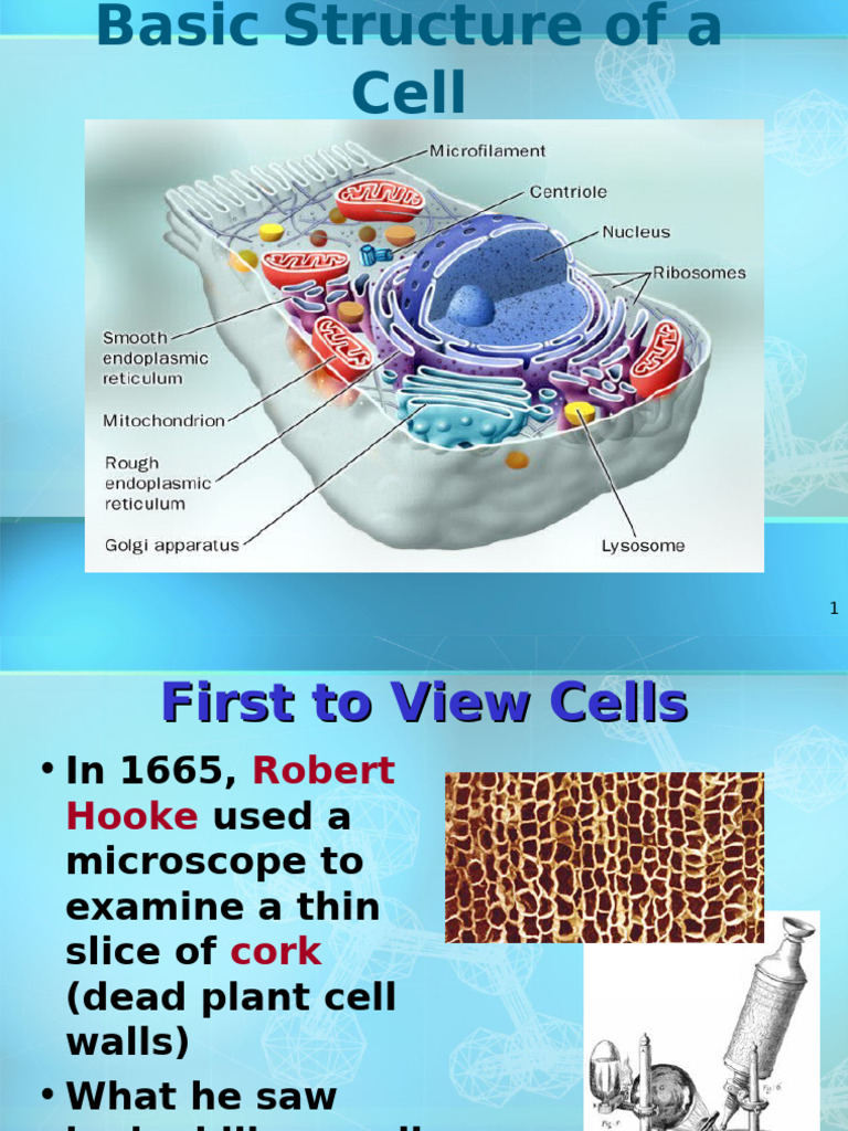Cell Lec1 Structure forBB | PDF | Endoplasmic Reticulum | Cell (Biology)