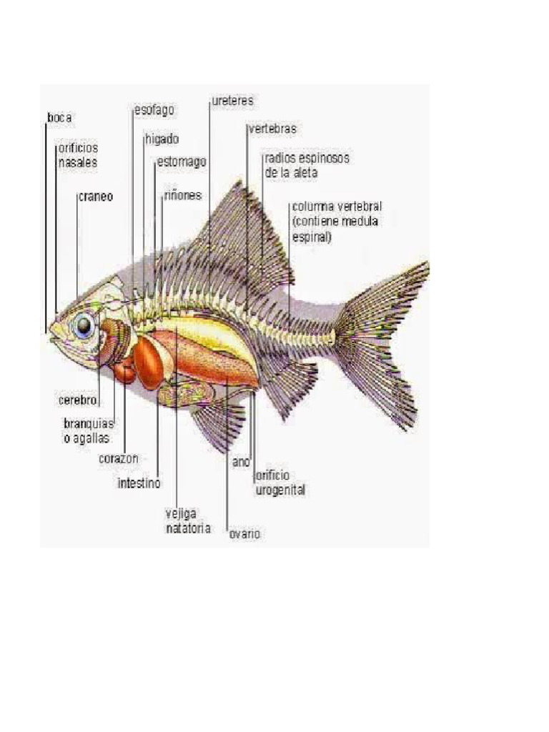 Anatomia de Un Pez | PDF