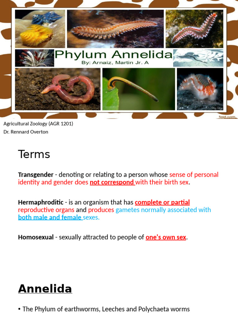 Phylum Annelida (1) | PDF