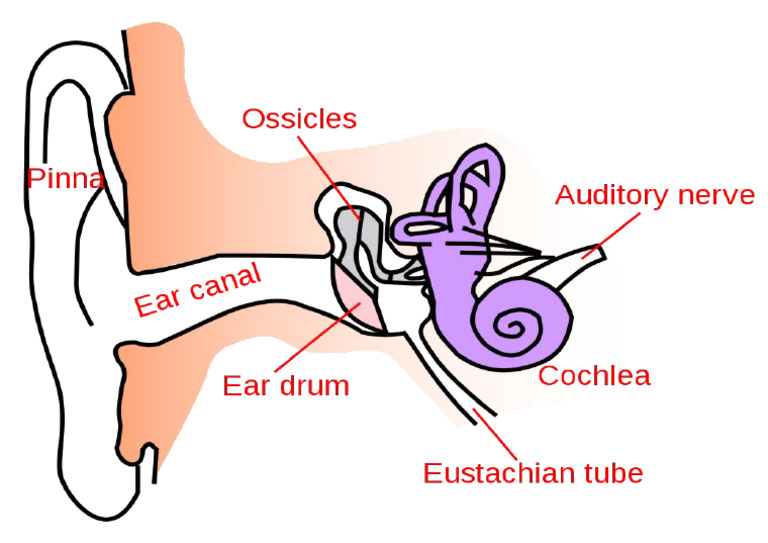 Parts of The Ears | PDF