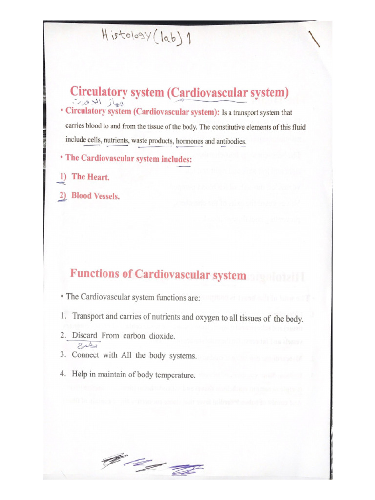 Circulatory System (Cardiovascular System) | PDF