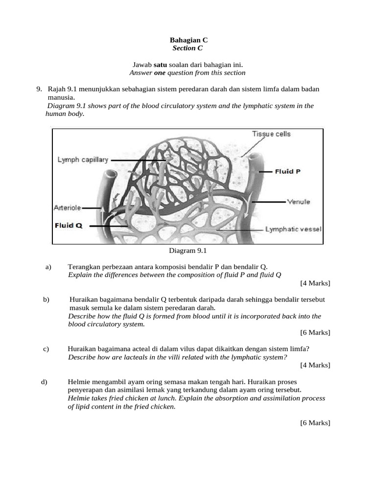lymphatic system essay | PDF | Digestive System | Anatomy