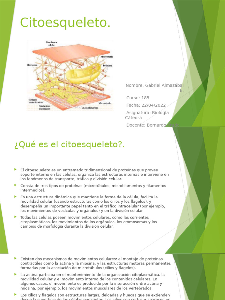 Estructura y Funciones del Citoesqueleto | PDF | Citoesqueleto ...