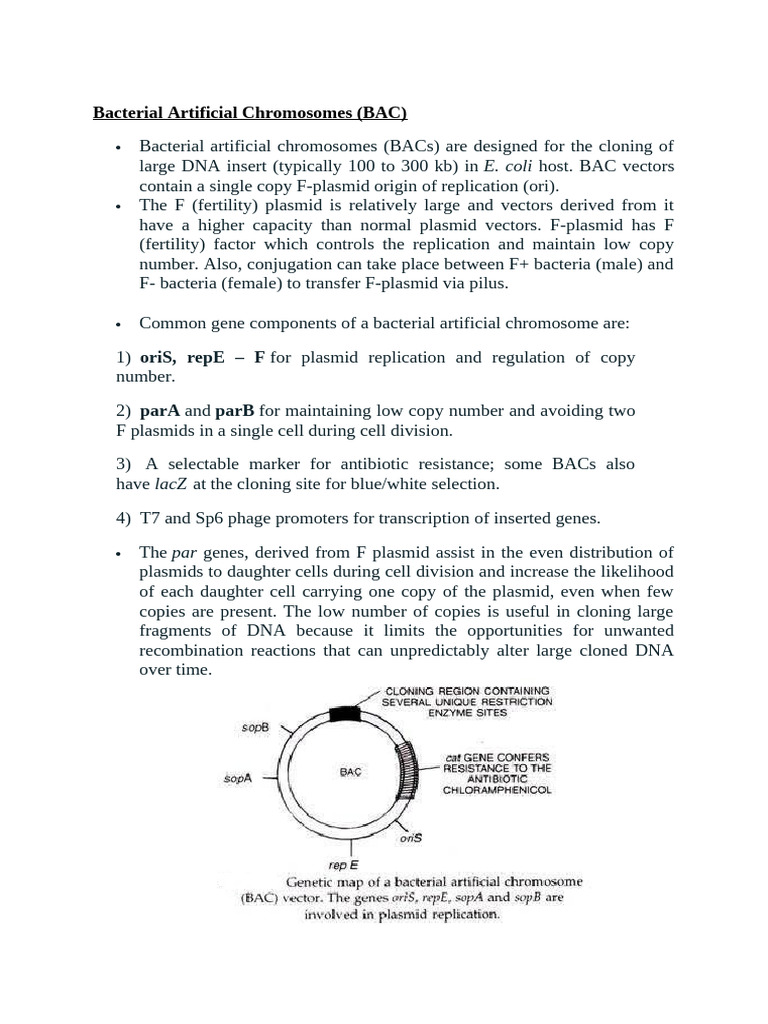 Bacterial Artificial Chromosomes | PDF | Plasmid | Vector (Molecular Biology)