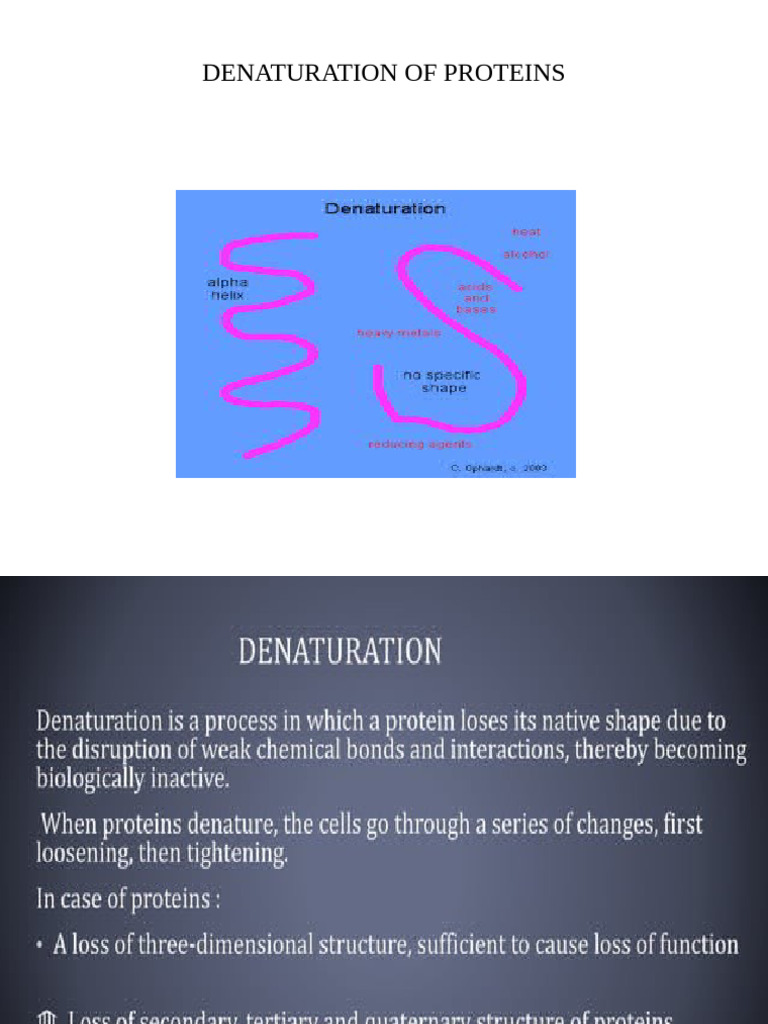 Denaturation of Proteins | PDF