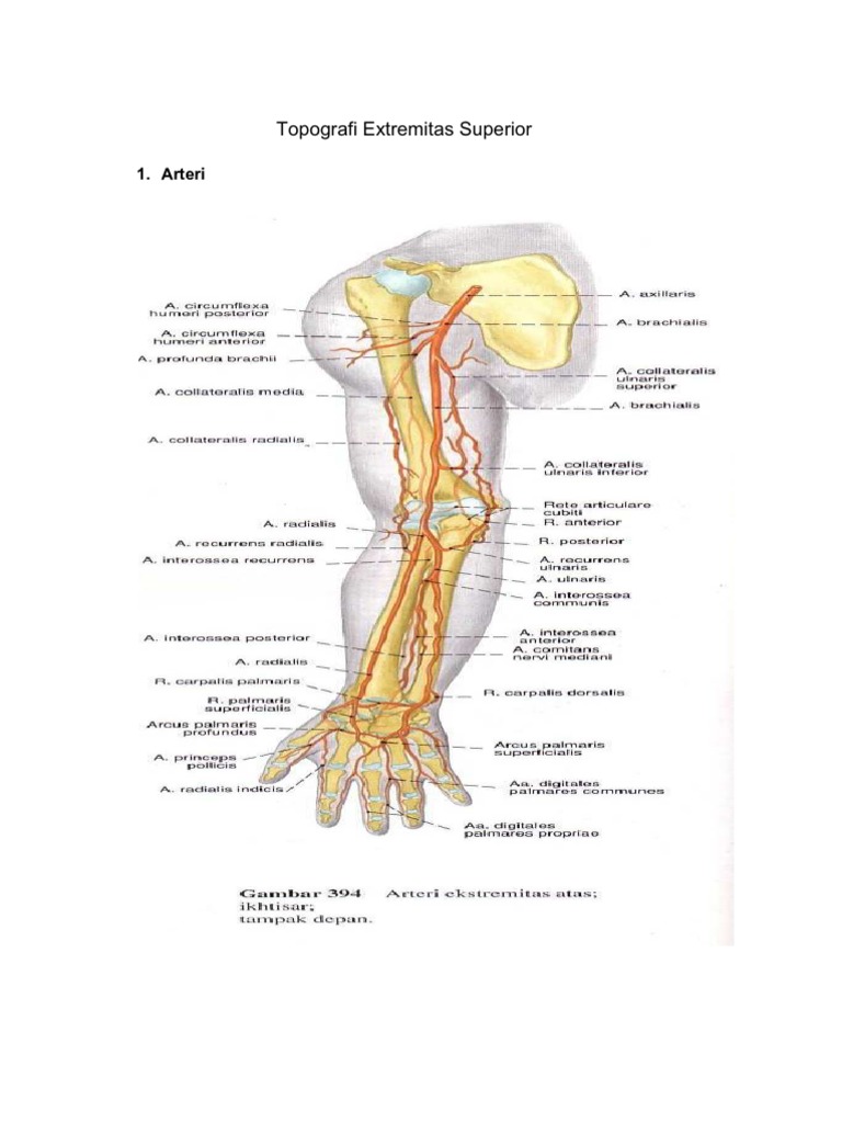 Topografi Extremitas Superior | PDF