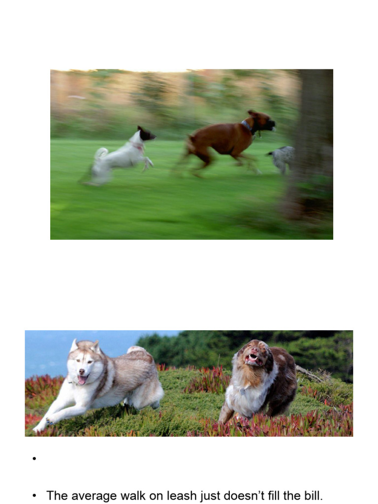 orientation_810 | PDF | Dogs | Subspecies Of Canis Lupus