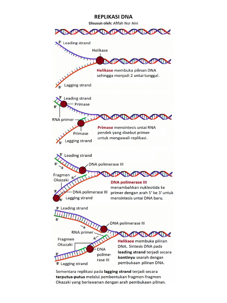 REPLIKASI DNA Baru | PDF