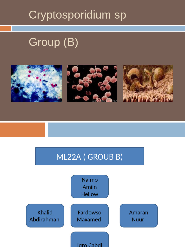 Cryptosporidum GROUB B | PDF | Immunology | Clinical Medicine