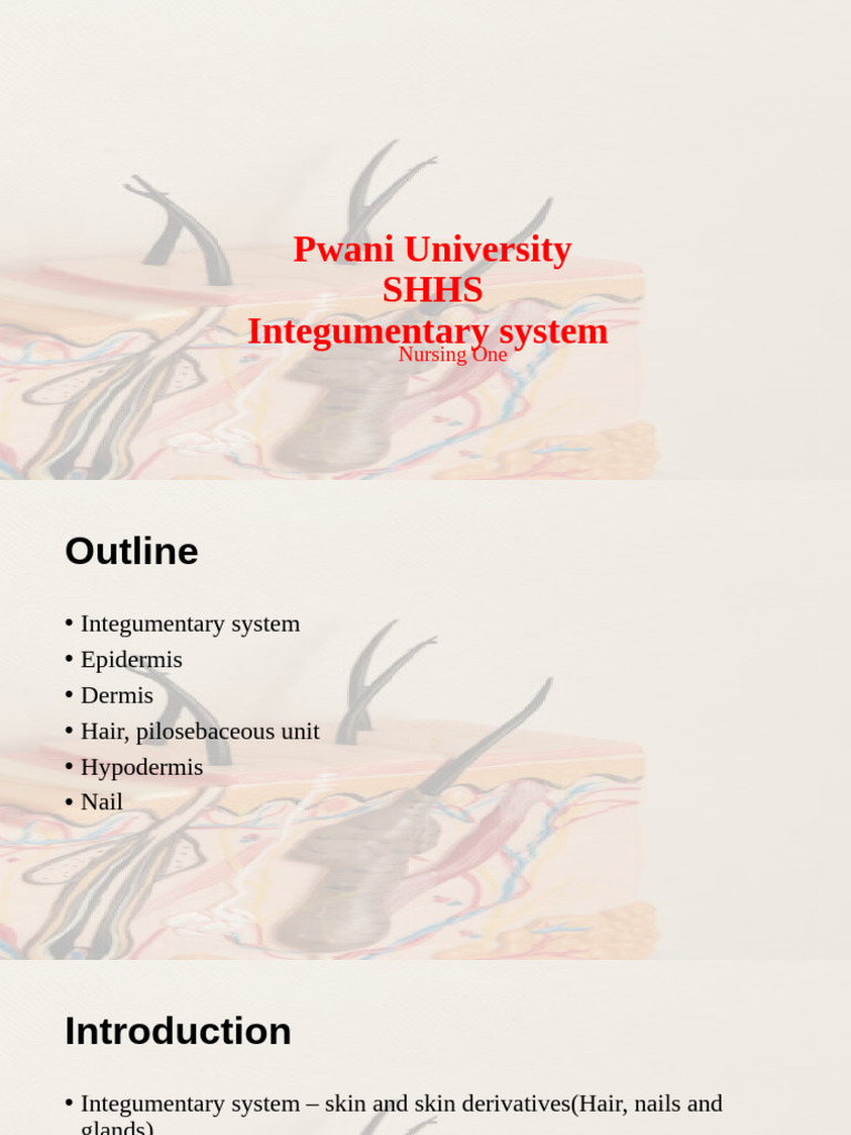 4. The Integumentary System | PDF | Epidermis | Skin