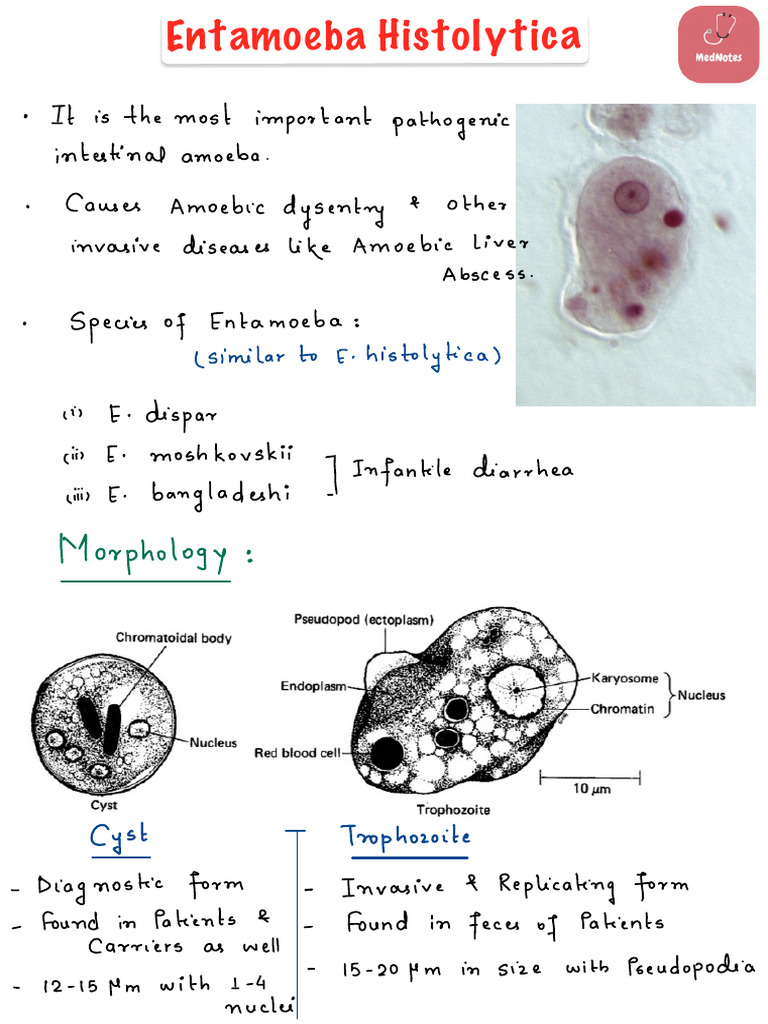 Entamoeba Histolytica Overview | PDF | Clinical Medicine | Epidemiology