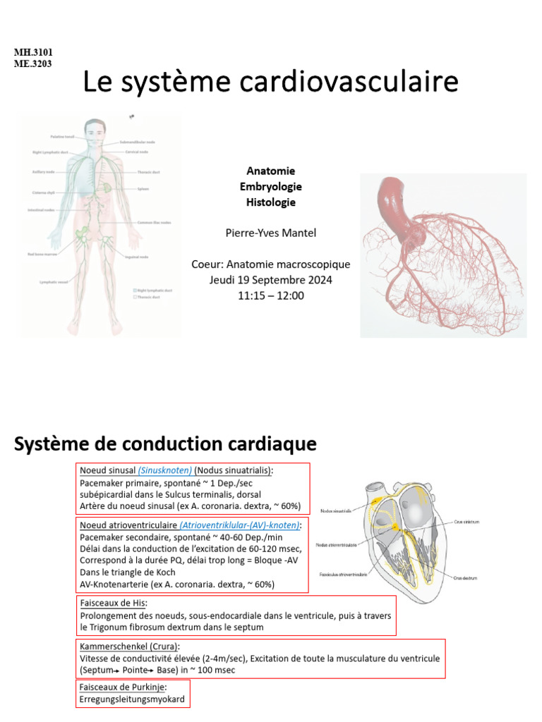 Anatomie et fonctionnement du cœur | PDF | Cœur | Infarctus du myocarde