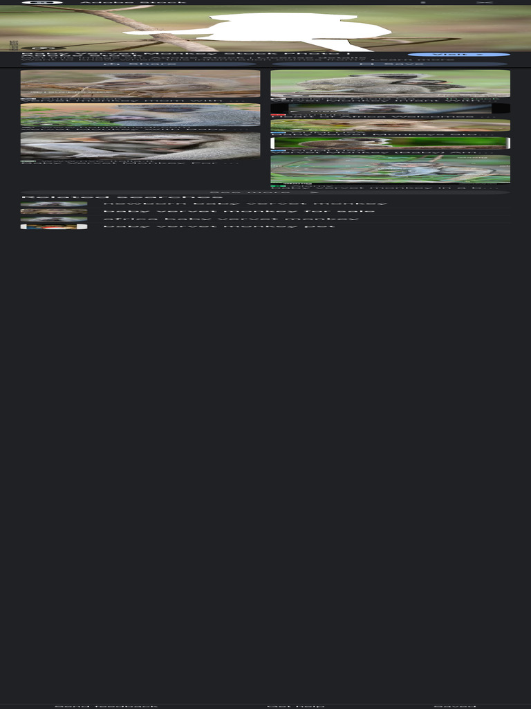 Baby Vervet Monkey - Google Search | PDF