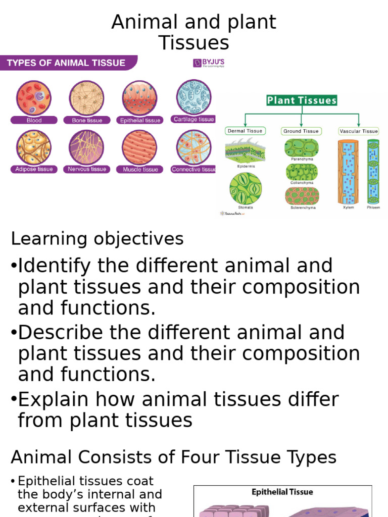 Animal and Plant Tissues | PDF | Epithelium | Tissue (Biology)