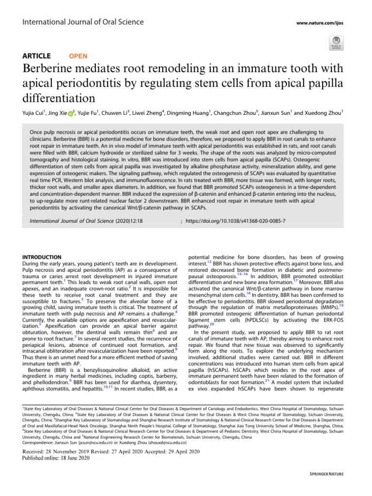 Berberine Mediates Root Remodeling In An Immature Tooth With Apical