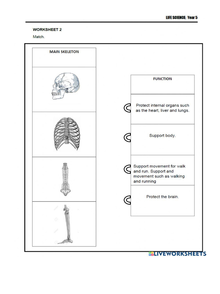 Worksheet Science Year 5 (Skeletal System) | PDF
