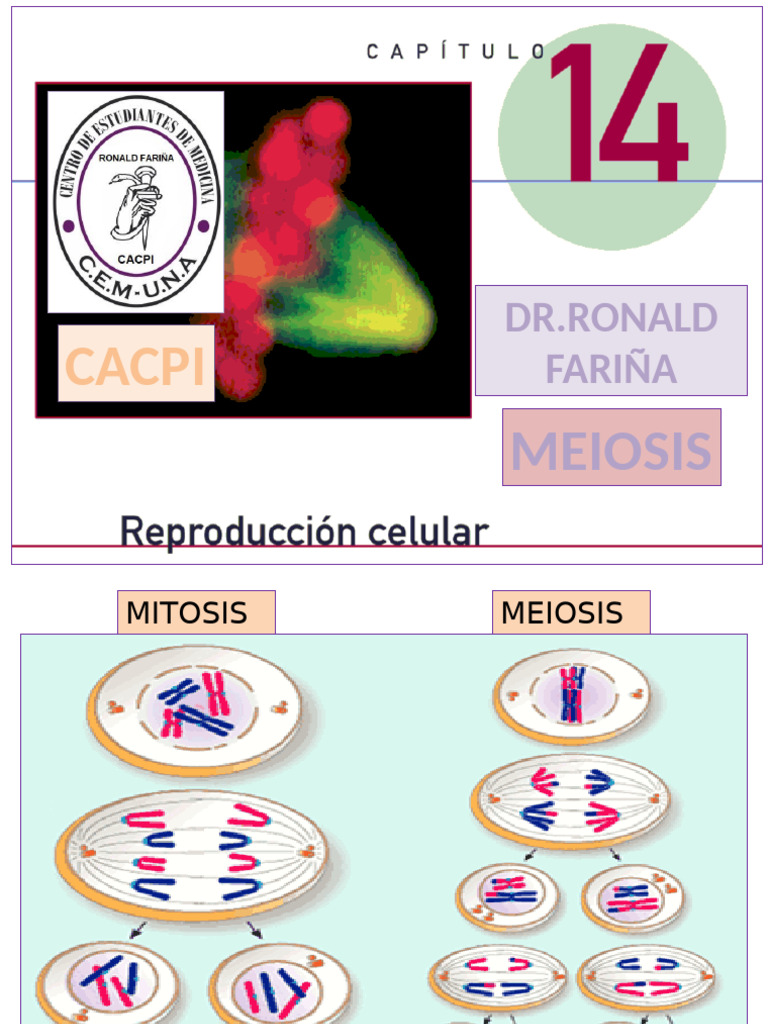 Meiosis | PDF | Mitosis | Cromosoma