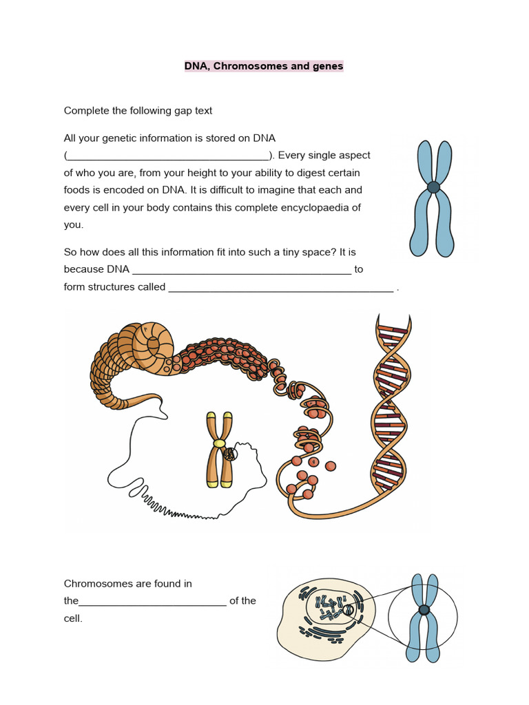 Understanding DNA, Chromosomes, and Genes | PDF