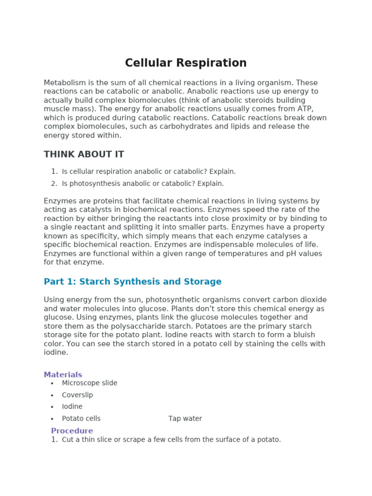 Cellular Respiration Lab | PDF | Starch | Fermentation