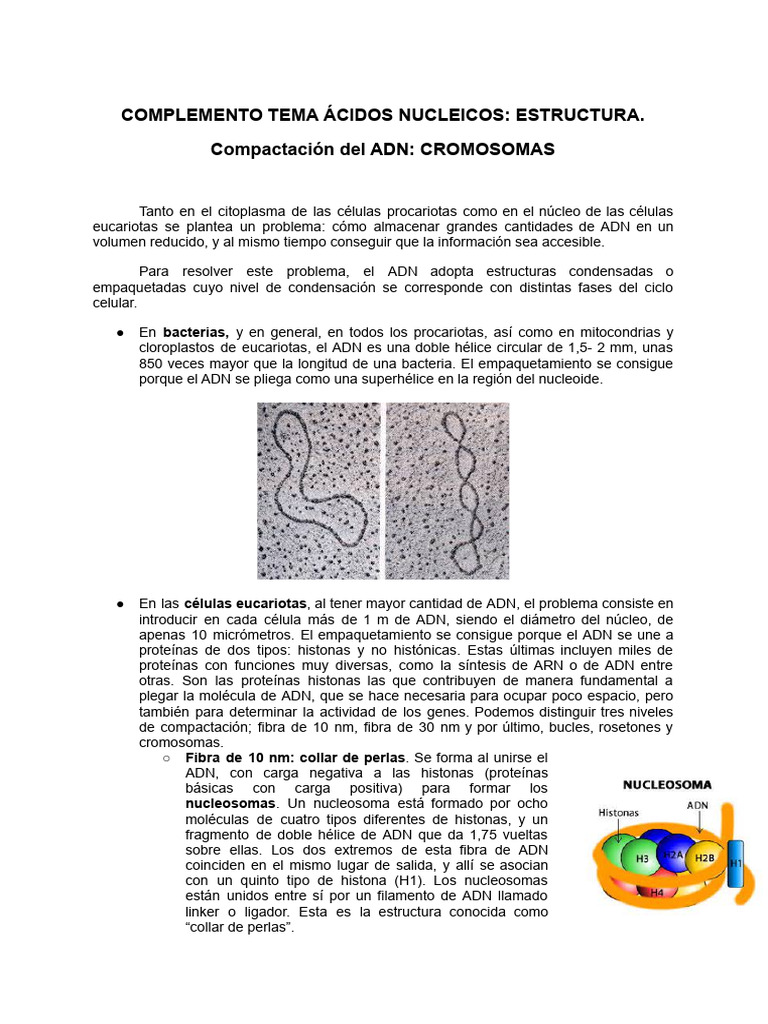 Estructura y Compactación del ADN | PDF | Adn | Cromosoma