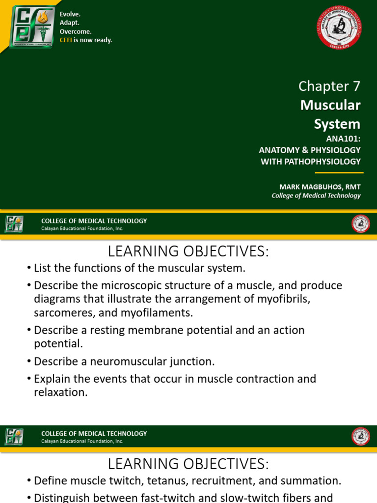 Apl8gvhp5 - Chapter 7 - Muscular System | PDF | Chemical Synapse | Muscle Contraction