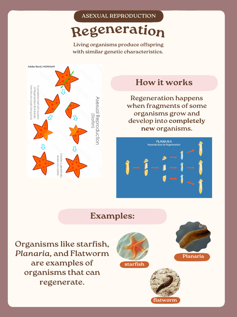 Asexual Reproductiion, Regeneration, Science Form 1 | PDF