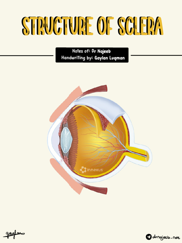 2 - Structure of Sclera | PDF | Cornea | Human Eye