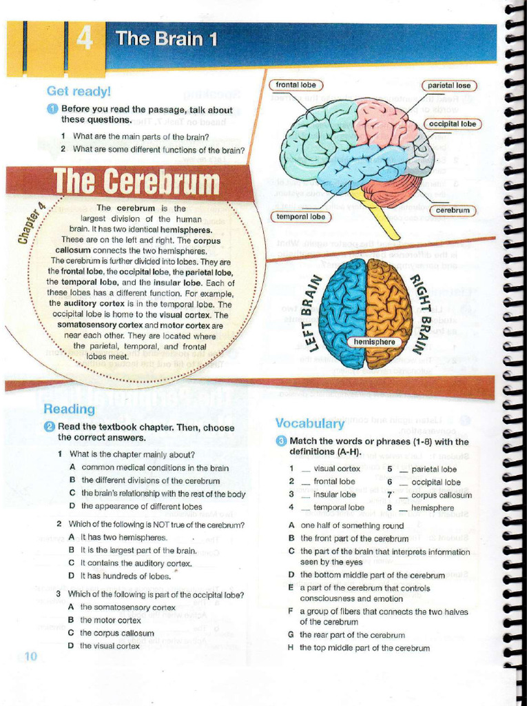 The Brain 1 | PDF