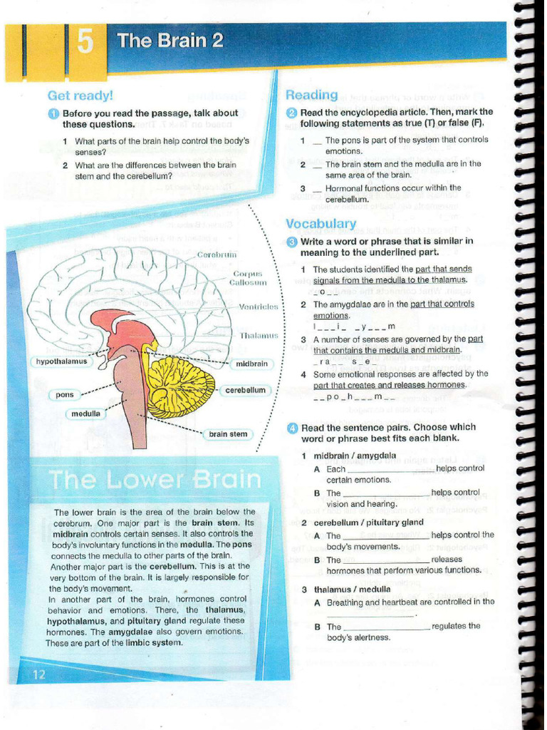 The Brain 2 | PDF