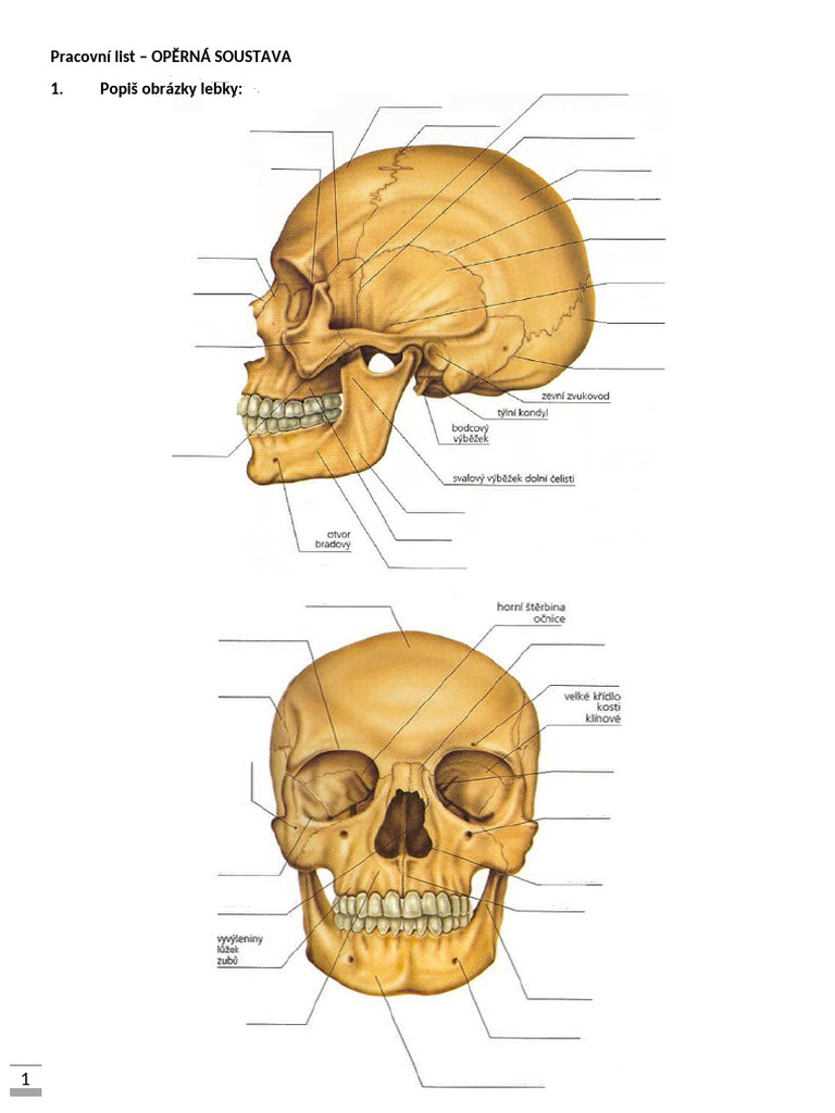PRAC. LIST - opěrná soustava (popis kostry) | PDF