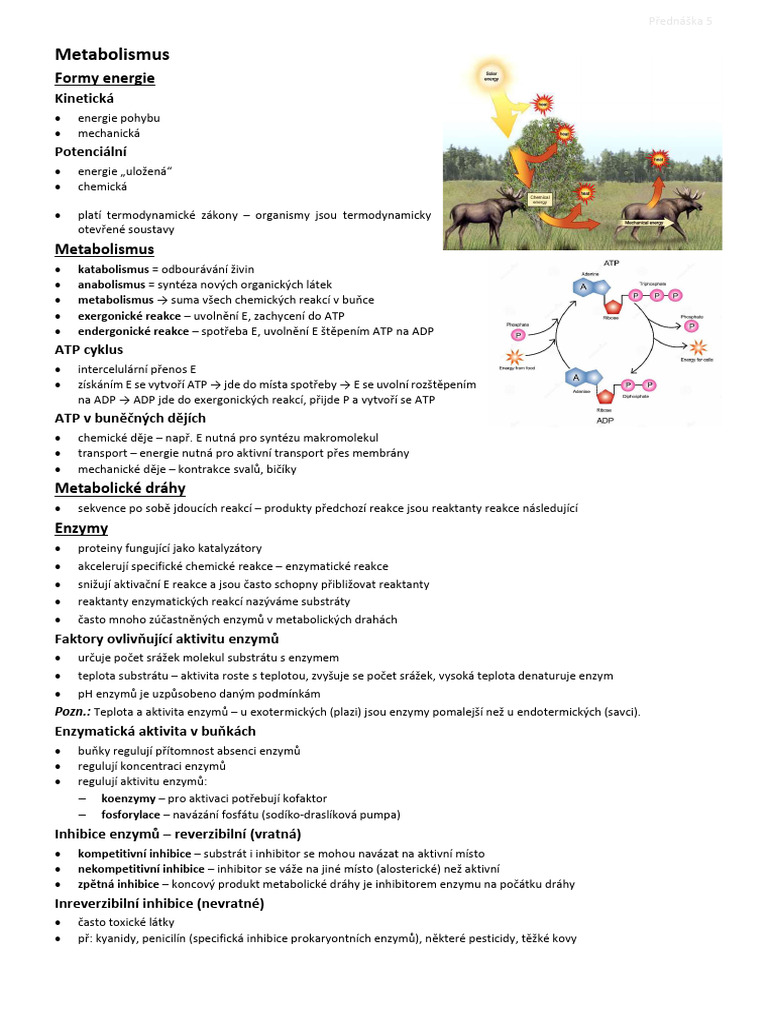 Obecna Biologie 5 6 Prednaska | PDF