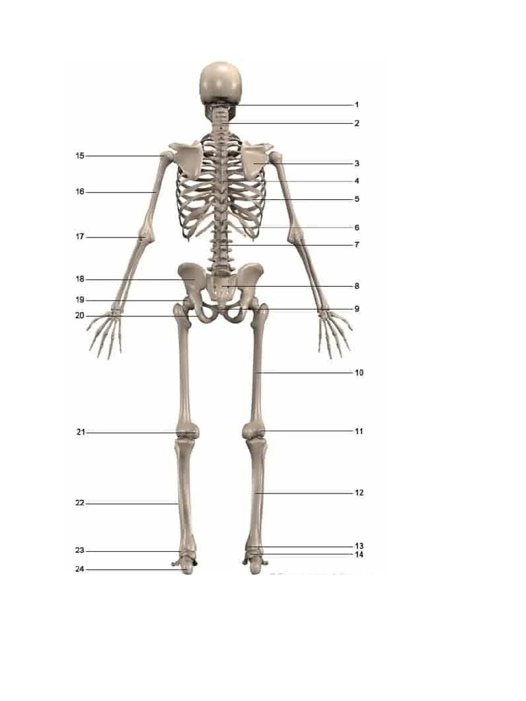 Squelette Dos | PDF