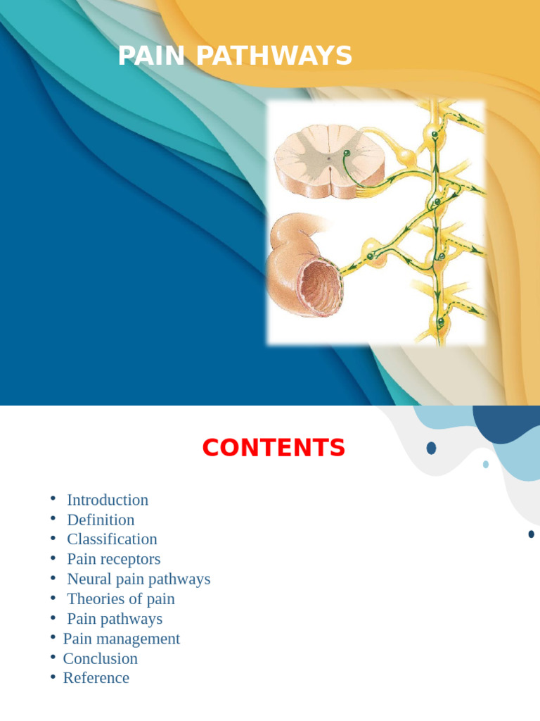 PAIN PATHWAYS | PDF | Pain | Nervous System