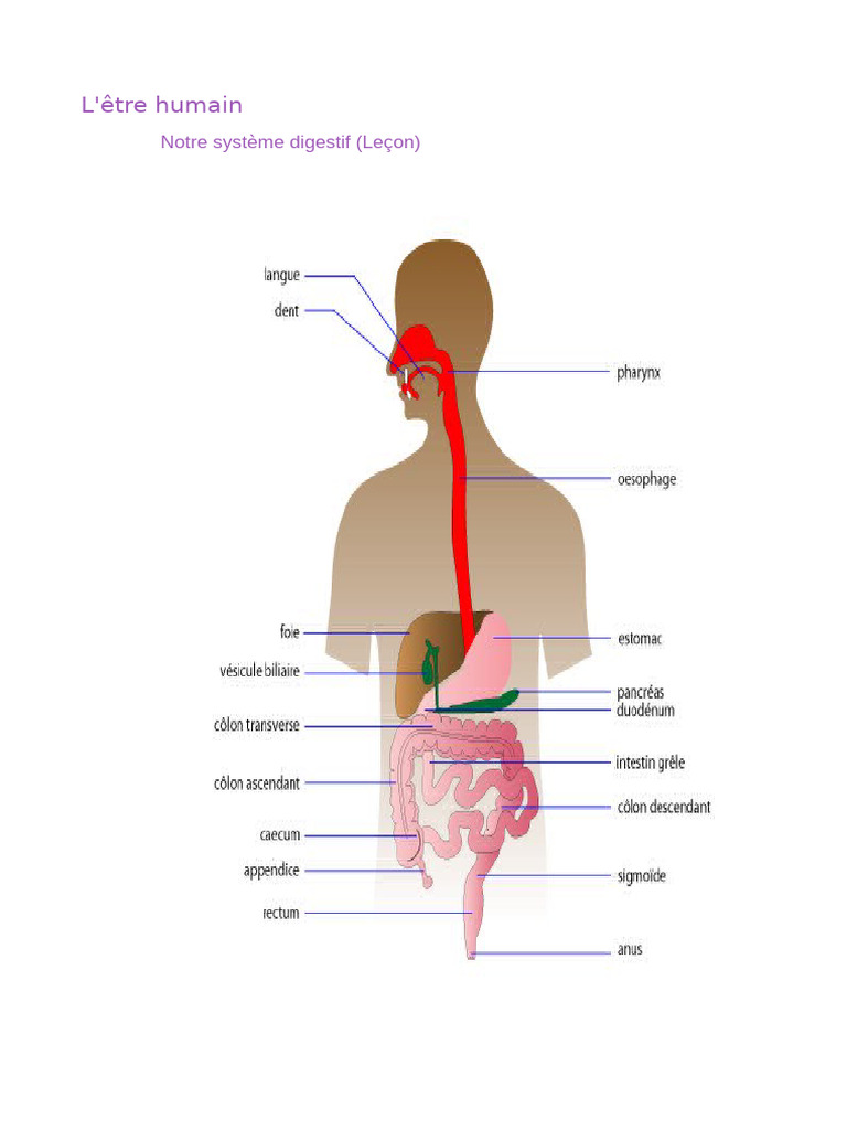 Anatomie de l'appareil digestif humain | PDF | Tractus gastro ...