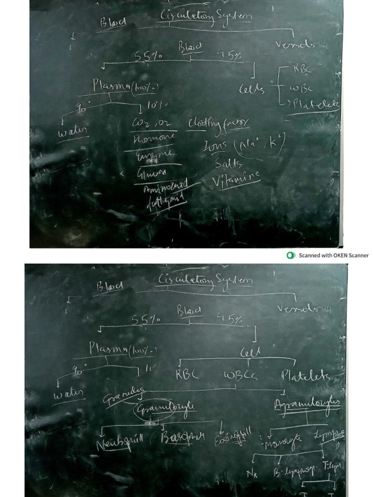 Circulation 10th | PDF