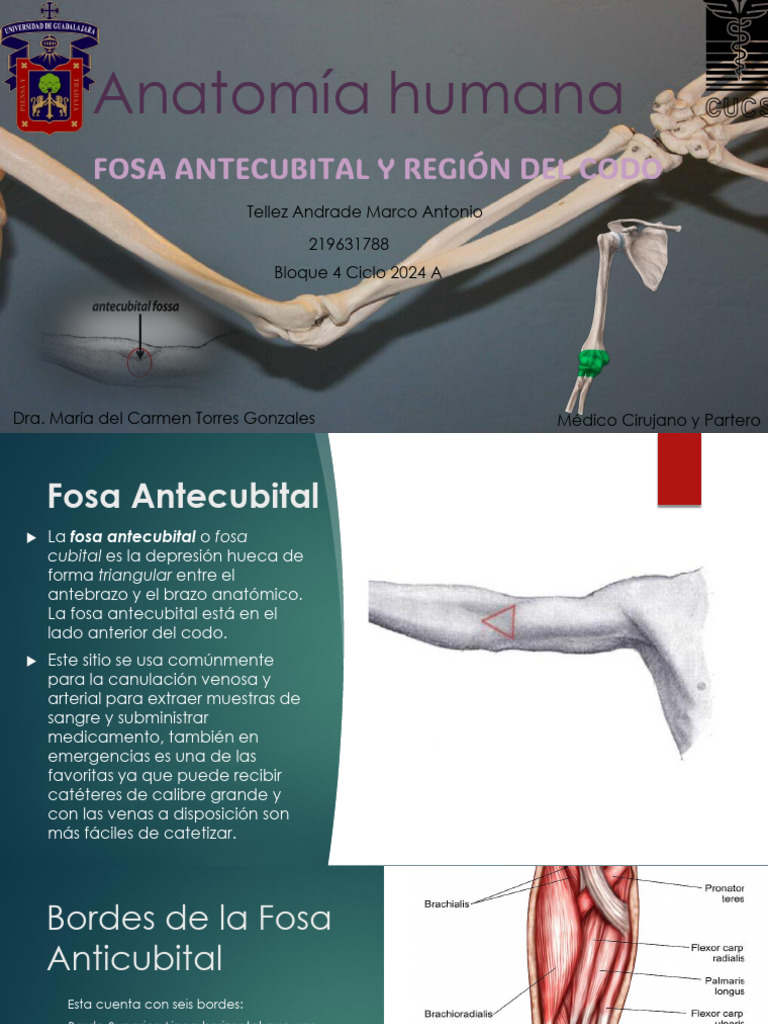 Anatomía Humana Fosa Antecubital | PDF | Codo | Mano