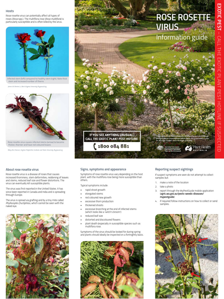 Rose Rosette Virus | PDF | Rose | Virus