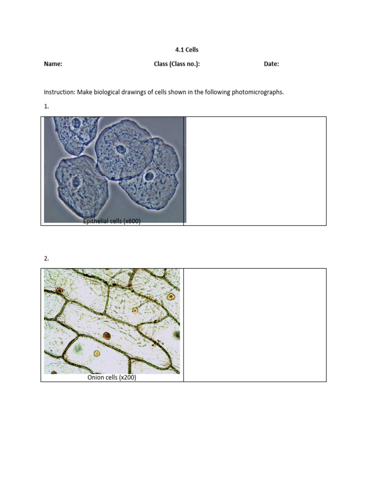 Activity - Biological Drawing | PDF | Science & Mathematics