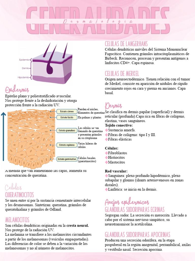 Generalidades - Dermatología | PDF | Piel | Epidermis